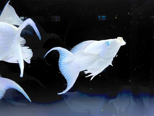 Platinum Balloon Molly Blue Eye Lyretail High Quality Rare 1 Female | eBay