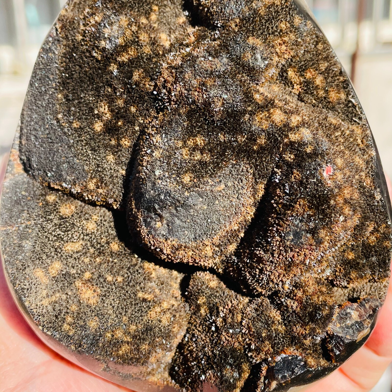 1174g Large Natural Dragon Septarian Septarium Crystal Egg Geodes ...