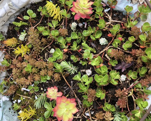 20x Mixed Sedum Ground Cover Cuttings Rooted/ Unrooted Alpine Stonecrop ...