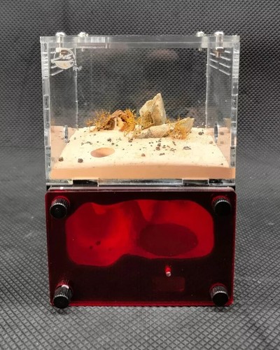 Big Sale Ant tank/Ant farm LA01/H01 Gift M.Mexicanus With brood ...