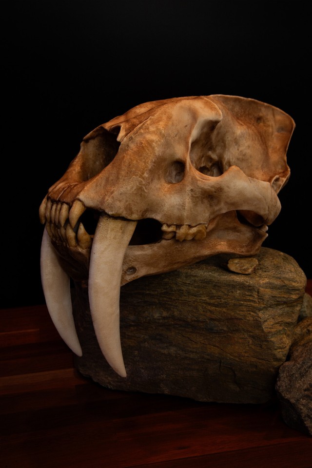 Sabertooth Cat Replica Skull (Full Sized) including display base - FREE ...