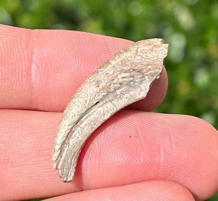 NICE Theropod Dinosaur Claw Fossil from Niger Dino Bones Kryptops ...