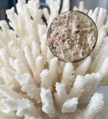 Coral Encrusted Rum Runner Shipwreck 8 Reales Silver Coin & Salvers ...