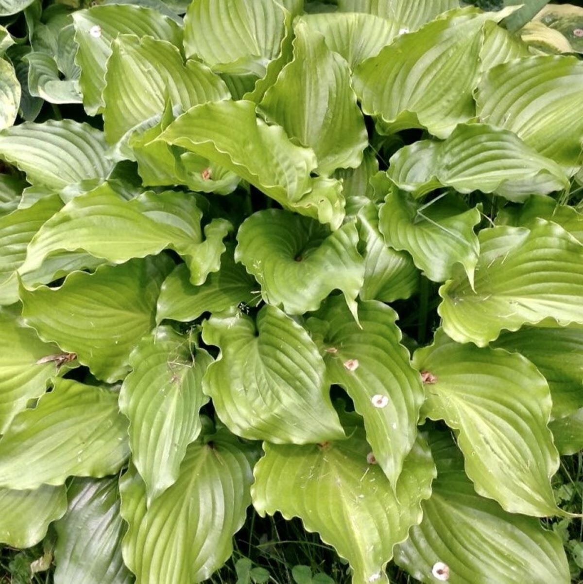 hosta GLOSSY RUFFLES large wavy rare disease-free 2.5" pot = 1 Live ...
