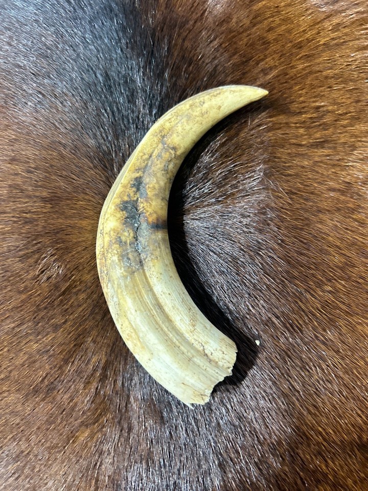 Warthog Tusk- 1 Warthog Tooth - 1 Natural Common Warthog Tooth from ...
