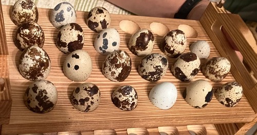 20 jumbo coturnix quail hatching eggs | eBay