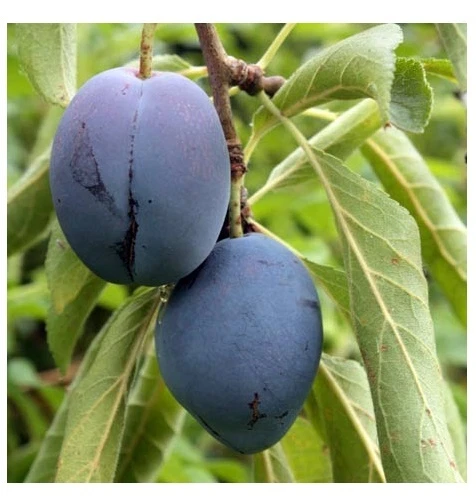 Fresh Prune Fruit