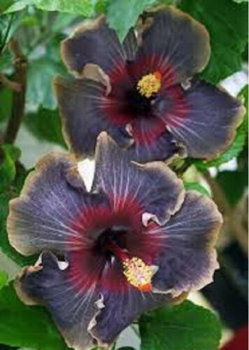 100 Black Hibiscus Seeds Hibiscus Rosa-sinensis Garden Flowers Seed | eBay