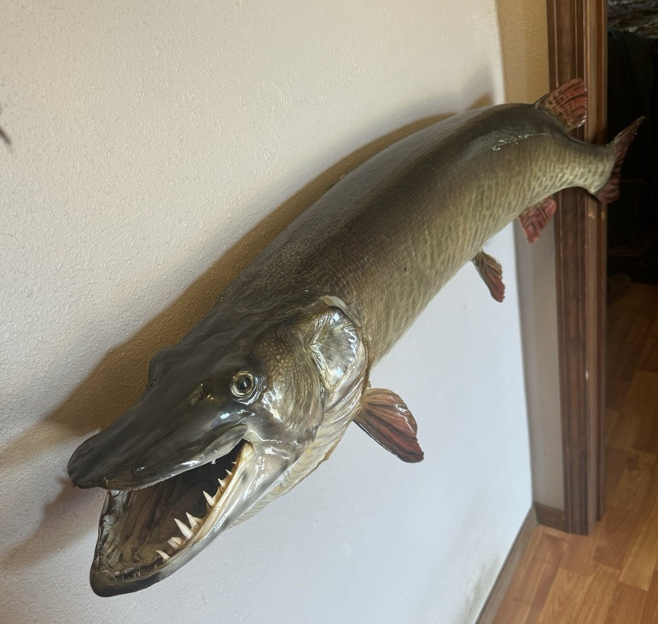 Muskie Taxidermy Skin Mount 49 Inches Long The Fish Was In Musky Hunter ...