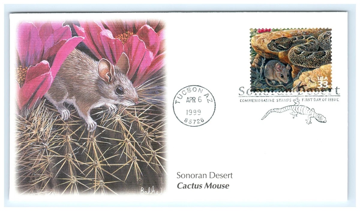 Sonoran Desert Mouse