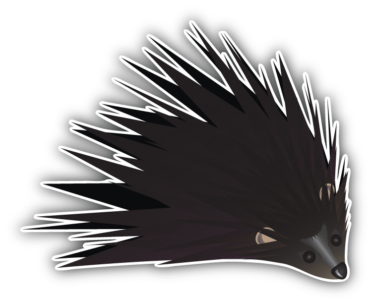 Hedgehog Car Bumper Sticker Decal - ''SIZES'' | eBay