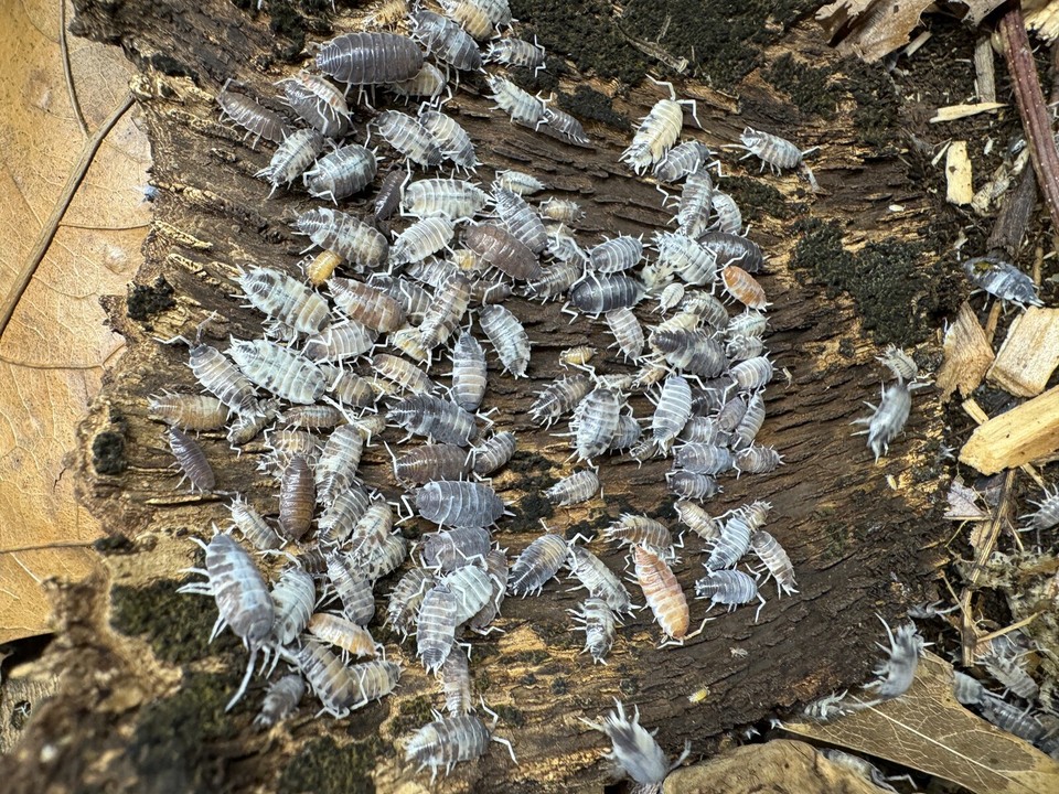 Isopod Party Mix 120+ Porcellionides pruinosus~ (Powder Blue+variants ...