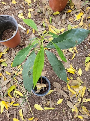 Dwarf COLD HARDY AVOZILLA Avocado Australias Largest Avocado! Delicious ...