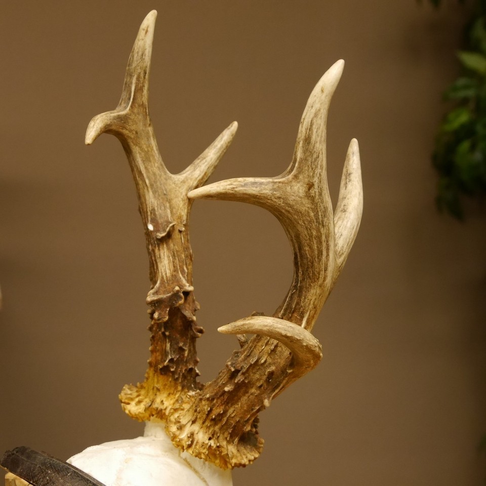 Deer Antlers G 370 G Hl To 21,2 CM Very Strong Abnormal Roe Deer Antler ...