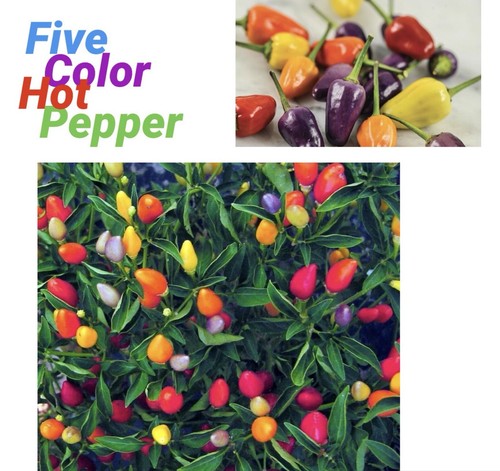 25+SEEDS Five Color Chili Pepper- Rainbow Chili Seeds -FREE green ...