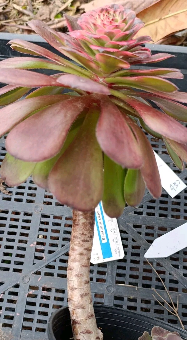 aeonium Variegated rainbow colour , large about 16cm diamete 20cm ...