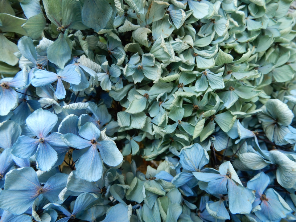 12 Dried Hydrangea Flowers Light Blue, Green and Cream Primitives ...