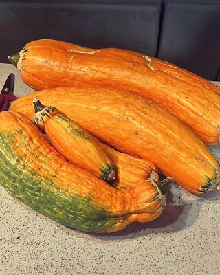 Gete Okosomin Heirloom Winter squash - 2023 10 seeds | eBay