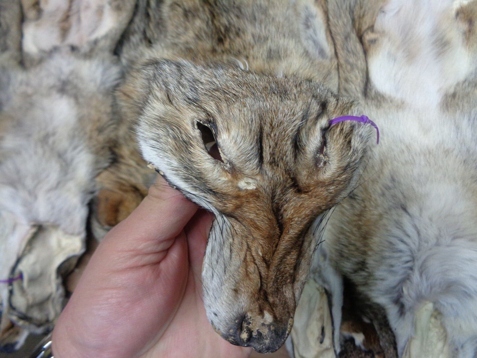 Tanned Eastern XXL Semi-Hvy Coyote Hide #1 Full Tail Grade/Furs ...