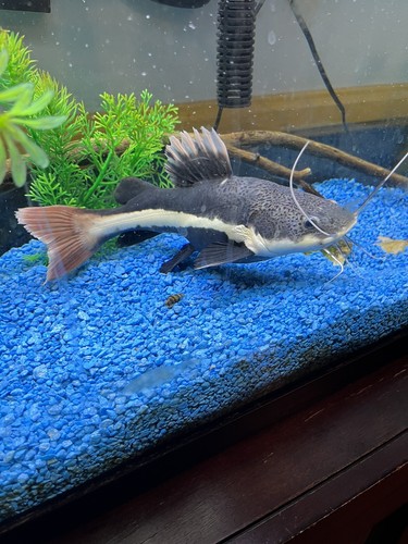 red tail catfish live fish | eBay