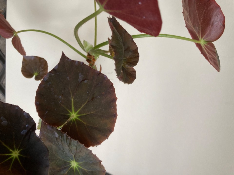 Begonia Plant House Plant Marie Reed Begonia. | eBay UK