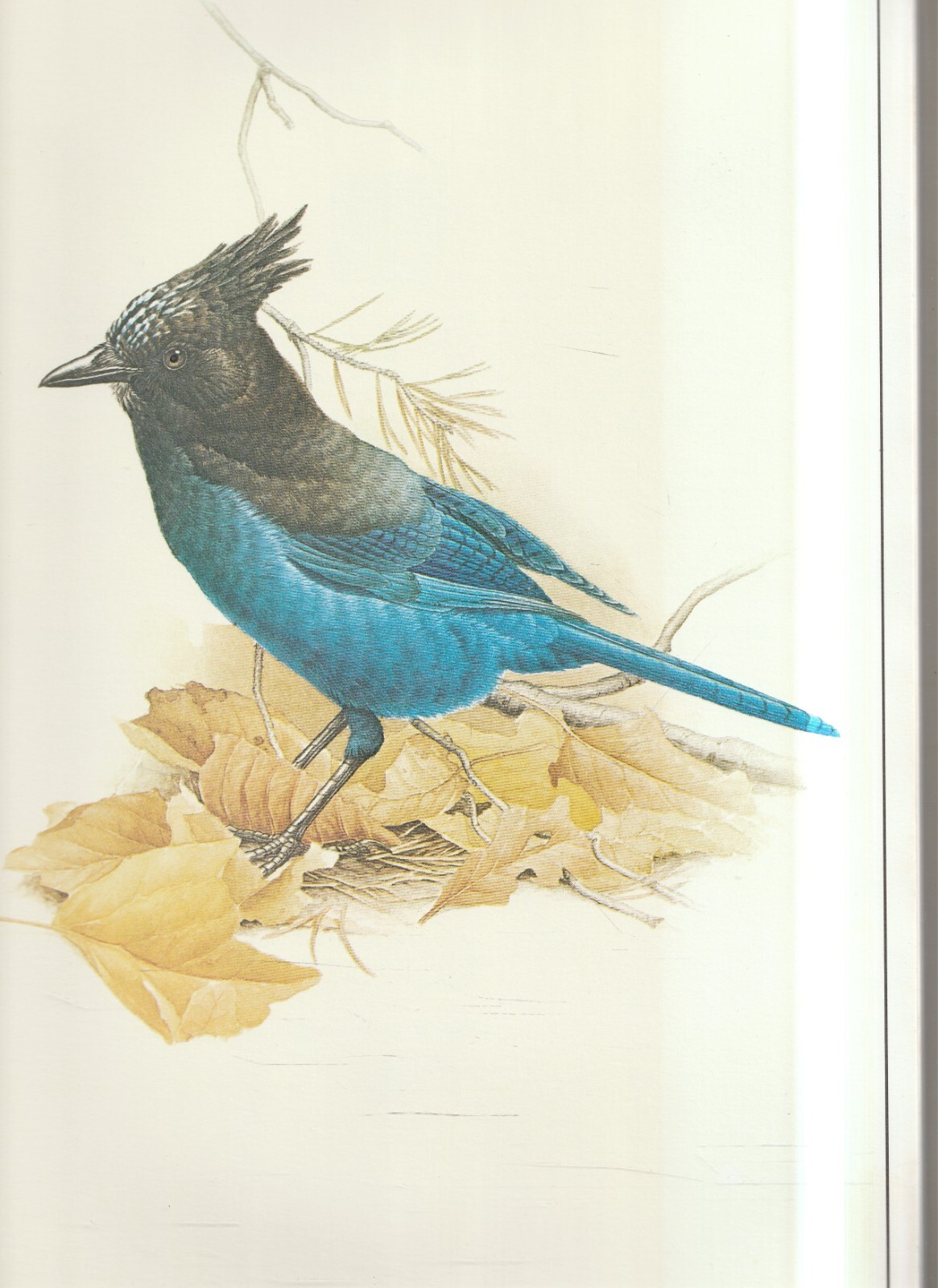 BIRDS OF NORTH AMERICA by GLEN LOATES , HC/DJ 1979 1ST ED , HUGE BOOK ...