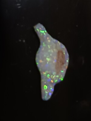 rare opalised fossilized turtle pelvic girdle from lightning ridge 8.5 ...