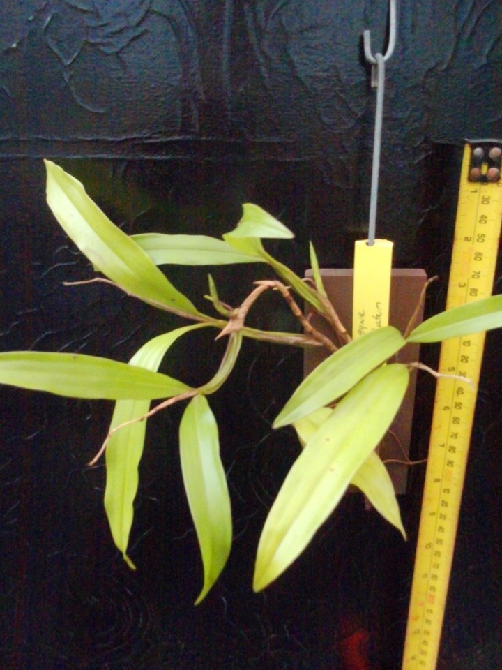 SPECIES ORCHID Coelogyne fimbriata | eBay Australia