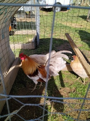 Livestock Supplies - Gamefowl Hatching Eggs