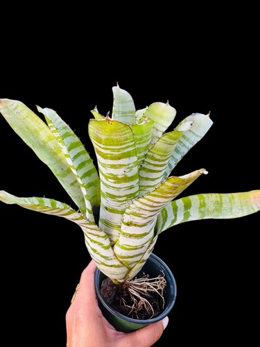Aechmea Green Chantini – Young Healthy, Well-Rooted Bromeliad Plant | eBay