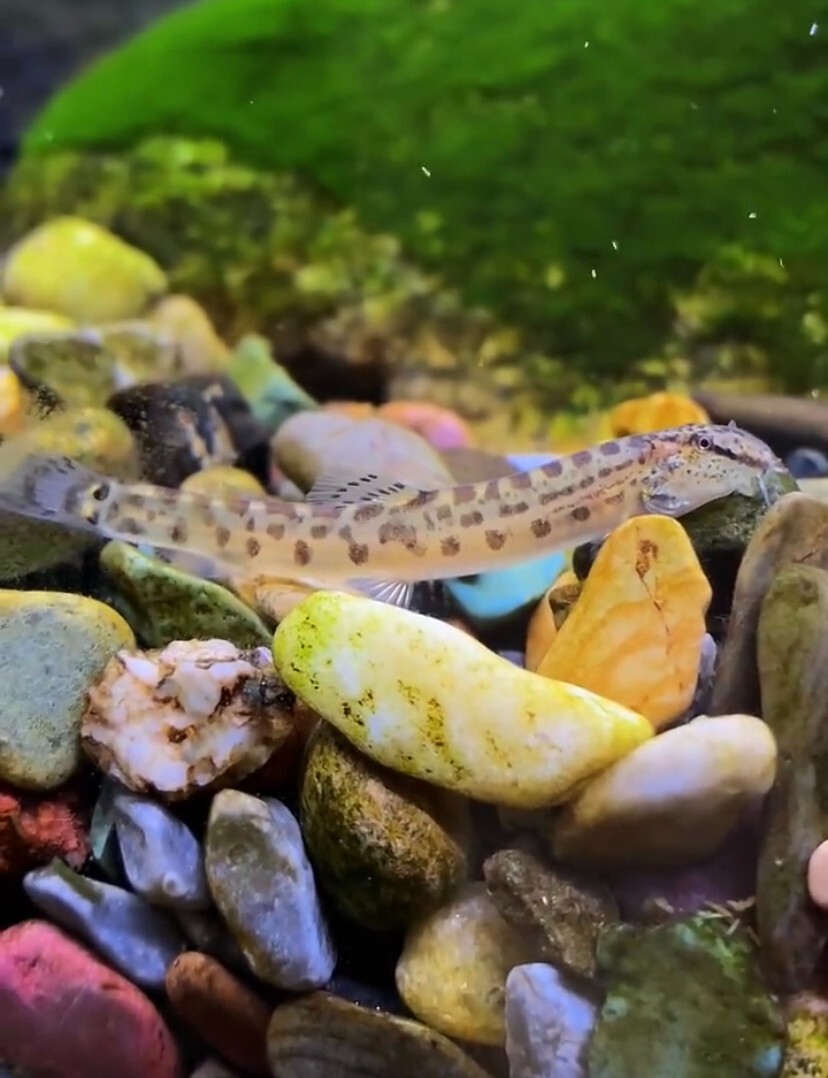 ⛳3 Pack ⛳ Spiny Loach⛳ Live Freshwater Aquarium Fish⛳Algae Eater ...