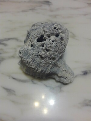 M01 Blue Gray Ancient Giant Eastern Murex Sea Shell 3 3/4" Seashell ...