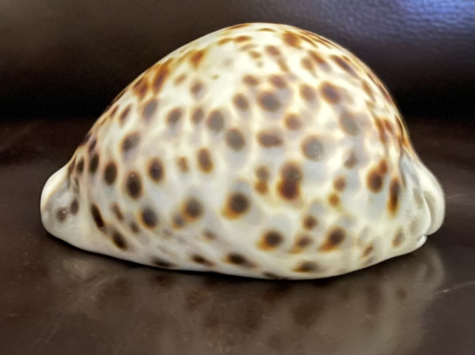 Giant Hawaiian Tiger Cowrie Sea Shell (Cypraea Tigris) Gigantic 111mm ...