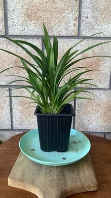 Pandanus Plant - Edible Pandan Leaf - Organically Grown - Backyard ...