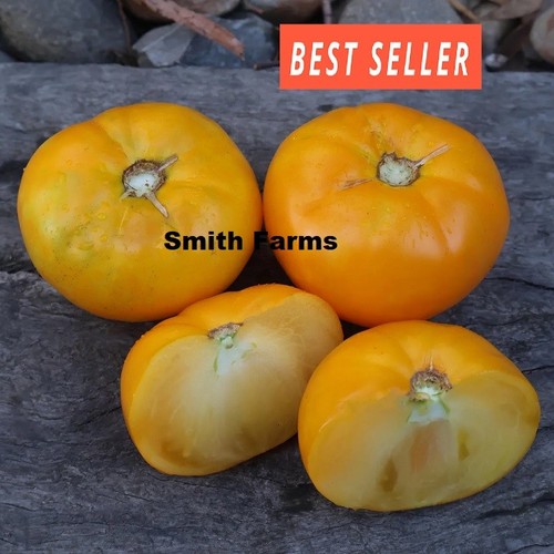 50+ Seeds Dwarf Elsie's Fancy Tomato Hybrid Juicy Easy to Grow ...