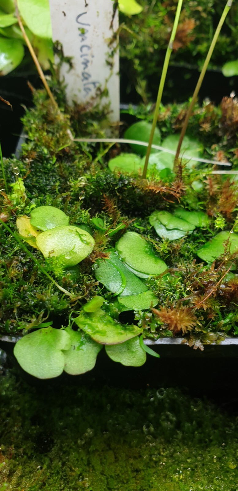 Genlisea plants, different species. Africana, aurea, flexuosa, violacea ...