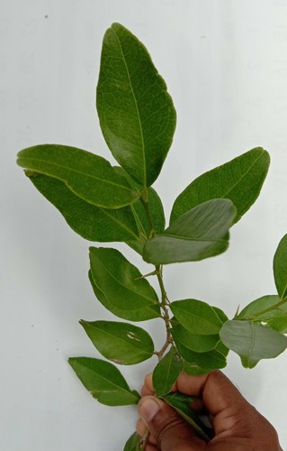 Yakinaran [ Atalantia Ceylanica ] & lemon dried leaves for herbal ...