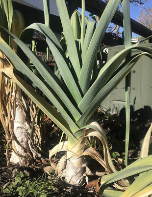 Giant Elephant Leek Seeds - Vegetable Leek Seeds [Limited Stock] | eBay ...
