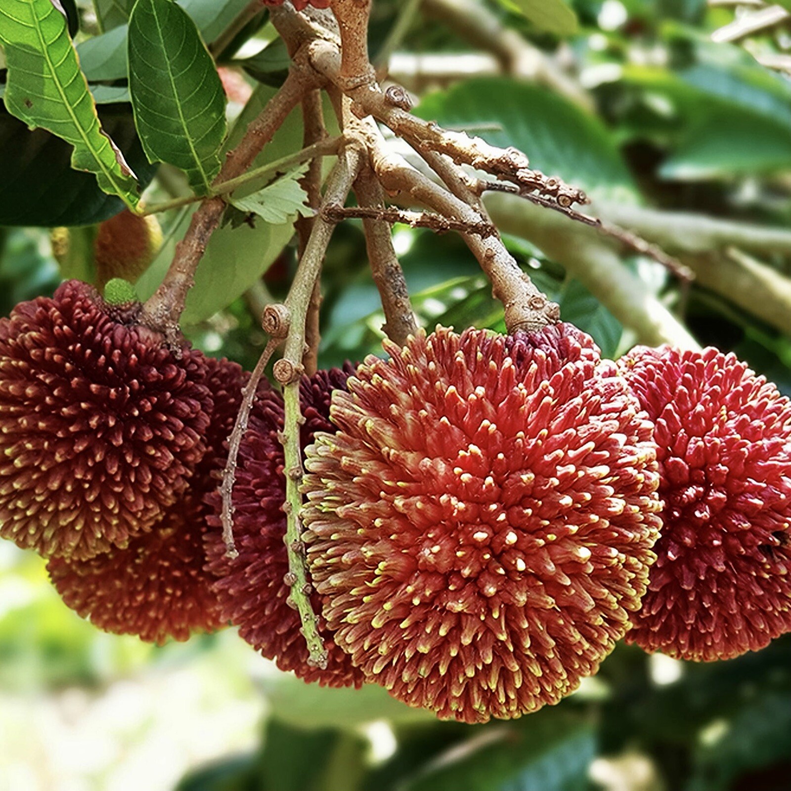 Tropical Fruit Tree