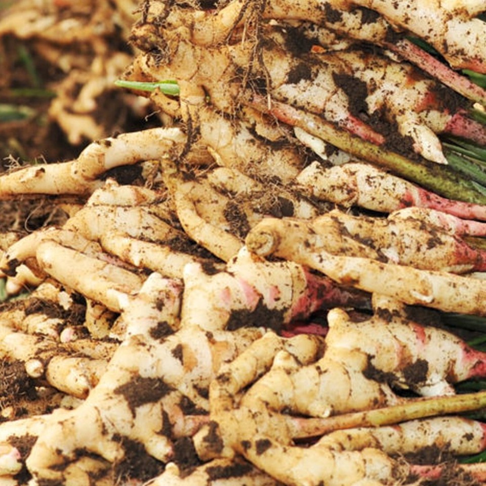 2+ Myoga Ginger Roots - BOGO 60% off Sale Ready To Grow Fresh Ginger | eBay