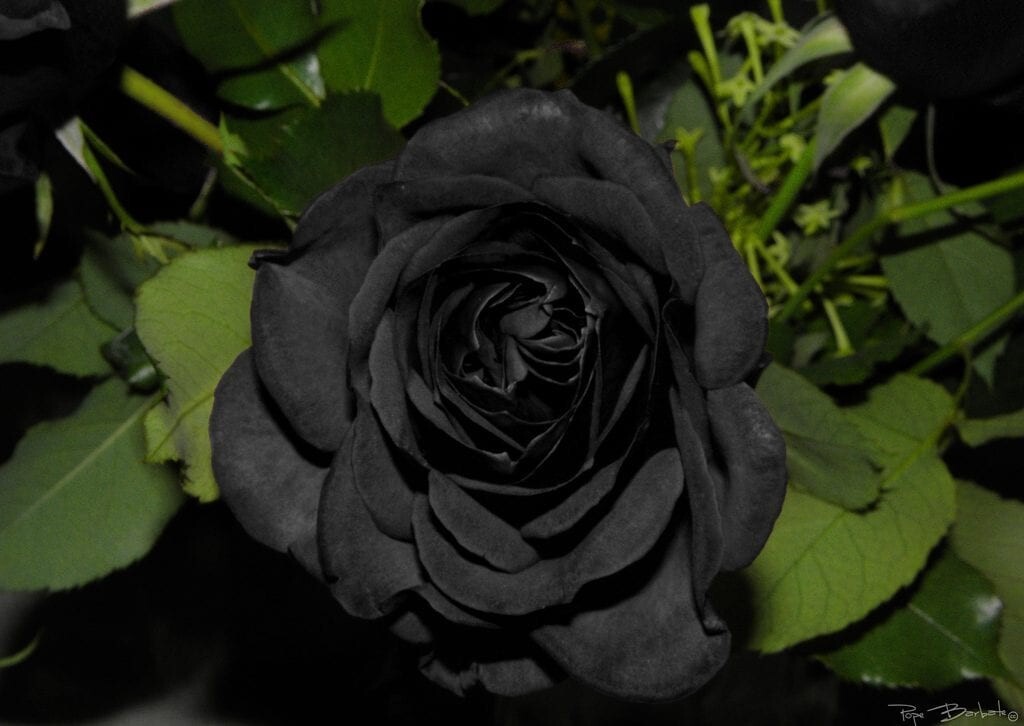 Natural Black Rose