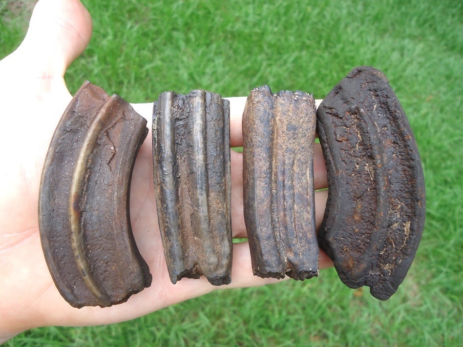 4 LARGE HORSE MOLAR TEETH FLORIDA FOSSILS ICE AGE EXTINCT TOOTH JAW ...