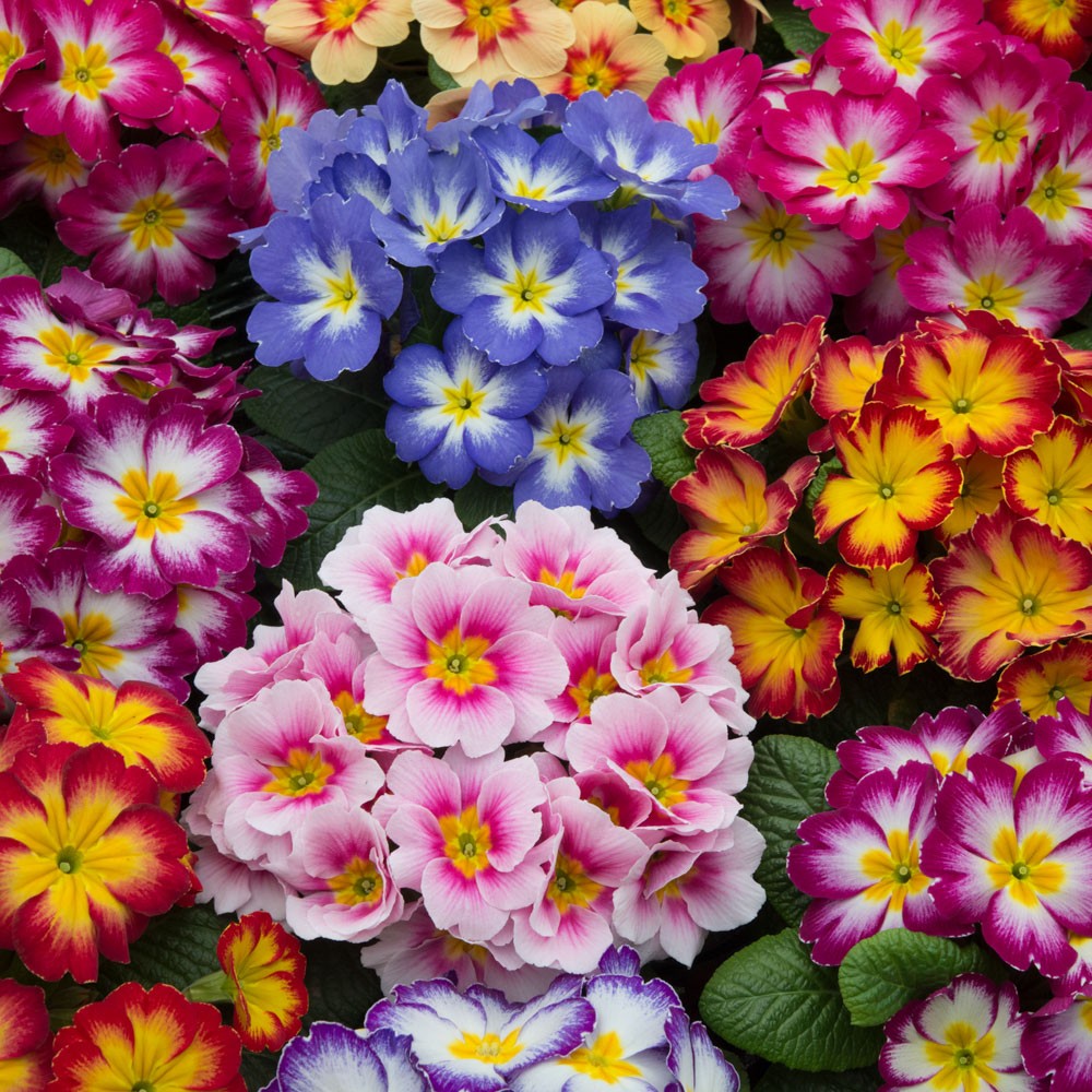 Primrose 'Bonelli Bicolour Mix'. Plug Plant x6. Primula, winter bedding ...
