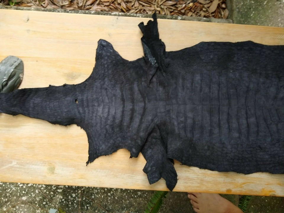 Genuine American Alligator gator Hide Skin Pelt swamp leather accent ...
