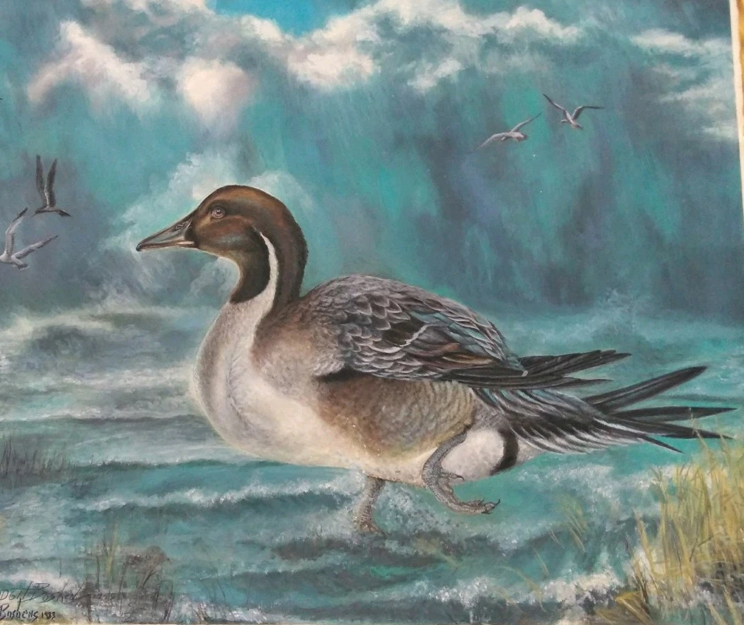 Pintail Duck Paintings