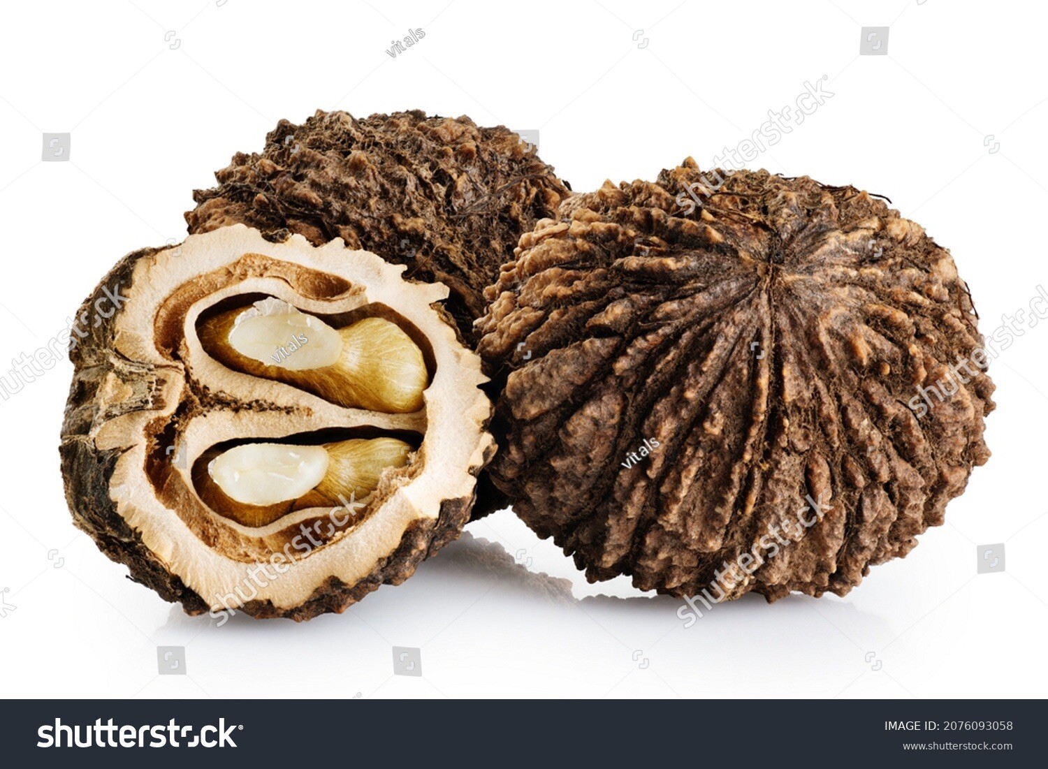 3 Lbs Large Indiana Black Walnuts In Shell - 2023 Crop Baking Or ...