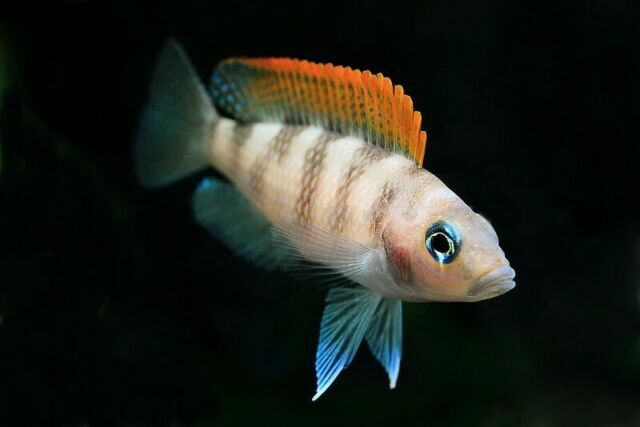 Neolamprologus Caudopunctatus Red Fin Lake Tanganyika Cichlid for sale ...
