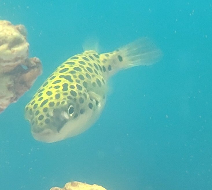 Leopard Puffer Fish Live Unsexed | eBay