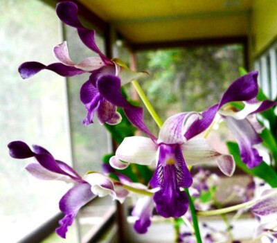 Dendrobium Orchid Blue Sparkle X Fraser's Blue angel | eBay