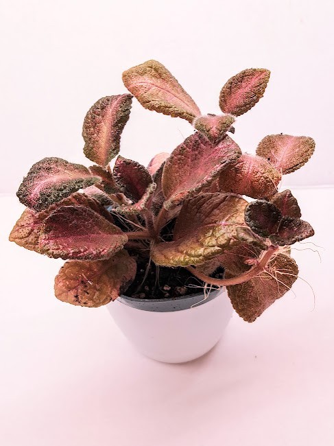 Episcia "Northern Light", gesnerien, Flame violet, young plant | eBay